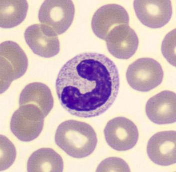 Leucócitos Granulopoiese
